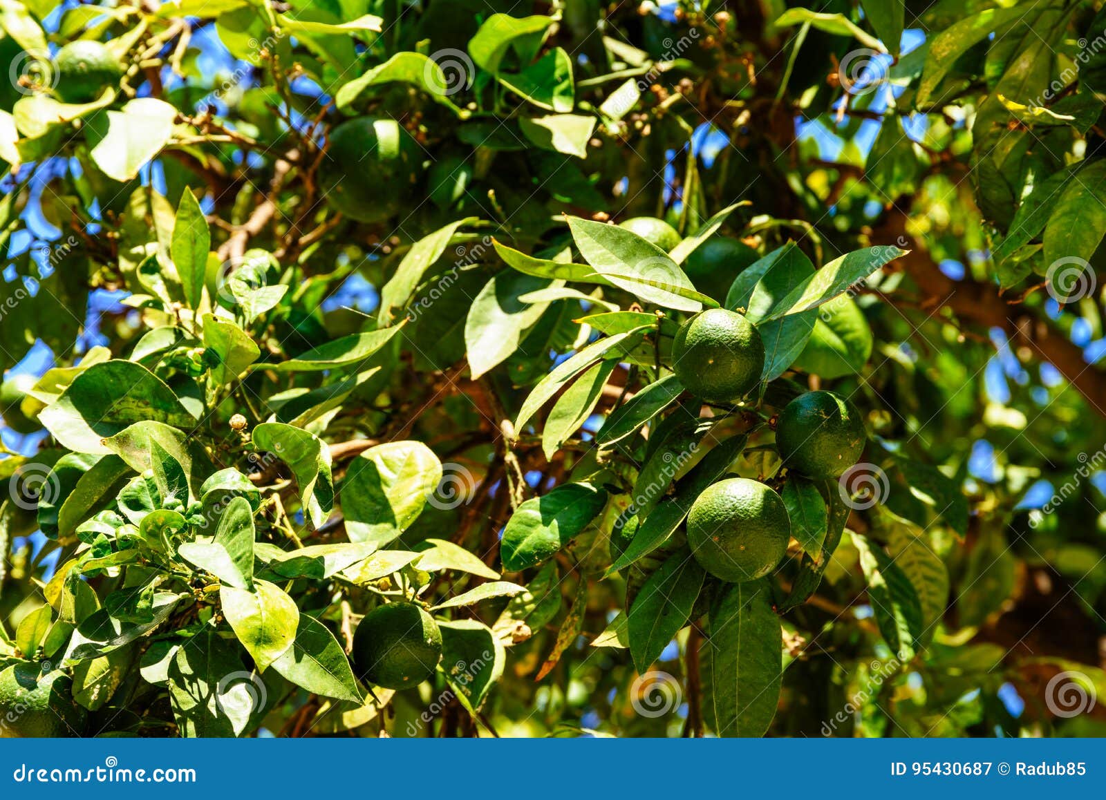 Green Oranges in Orange Tree Stock Image - Image of leaf, food: 95430687