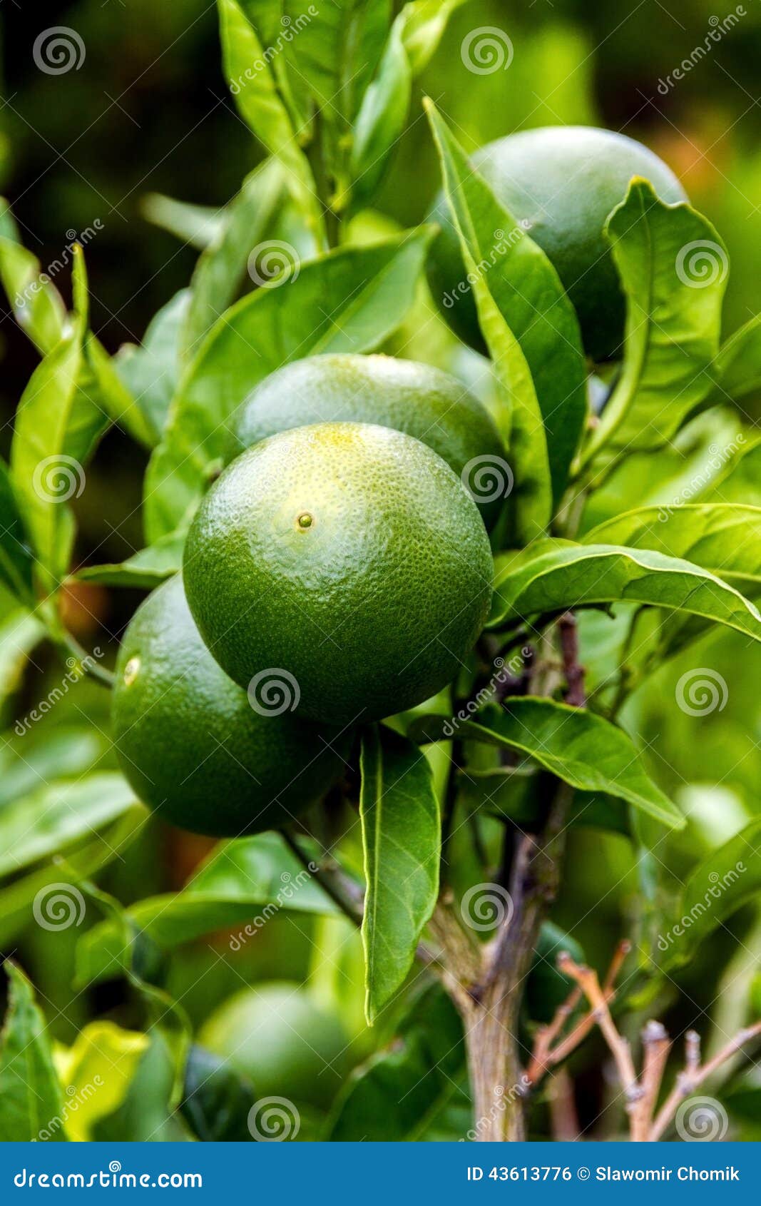 Green oranges stock photo. Image of freshness, nutrition - 43613776