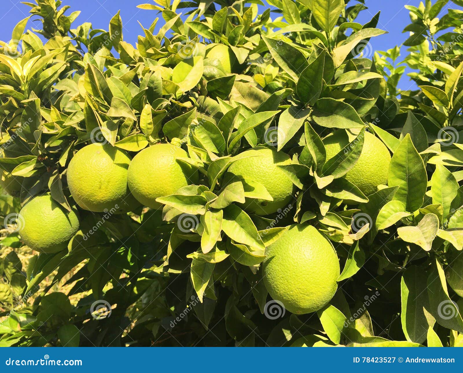 Green Oranges on a Tree stock image. Image of leaves - 78423527