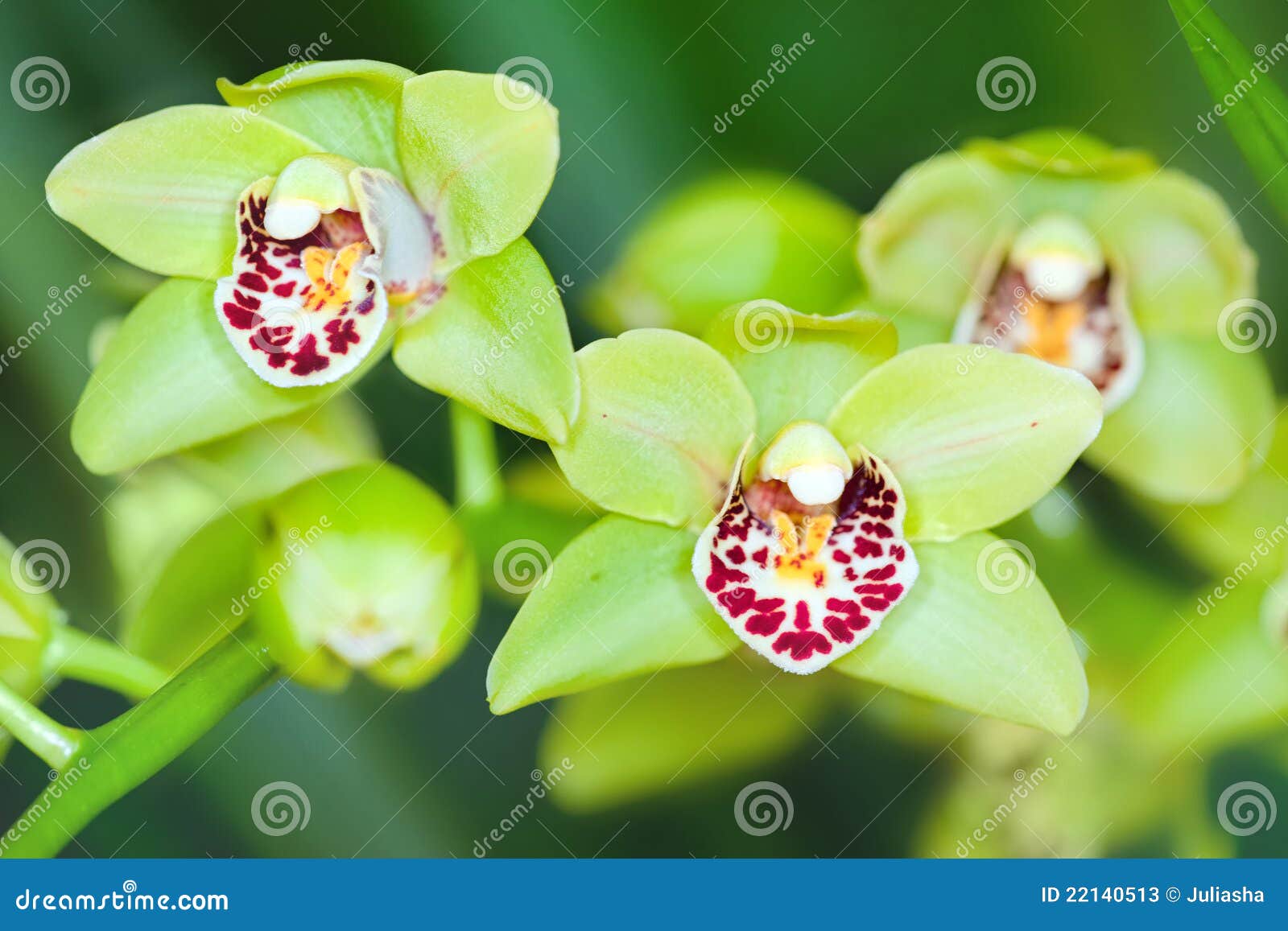 Green Orchid stock image. Image of elegant, flower, decoration - 22140513