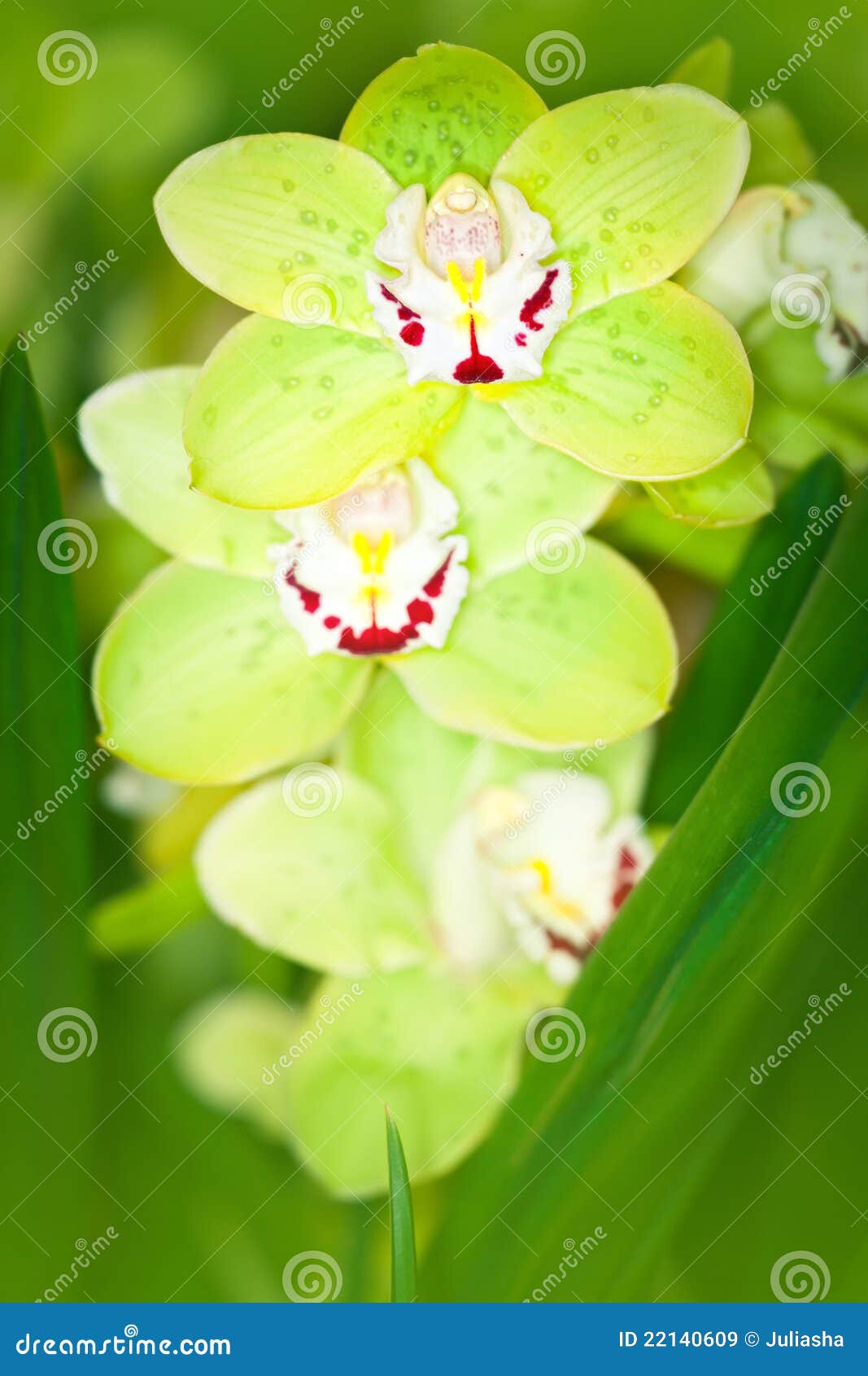 Green Orchid stock image. Image of glasshouse, green - 22140609