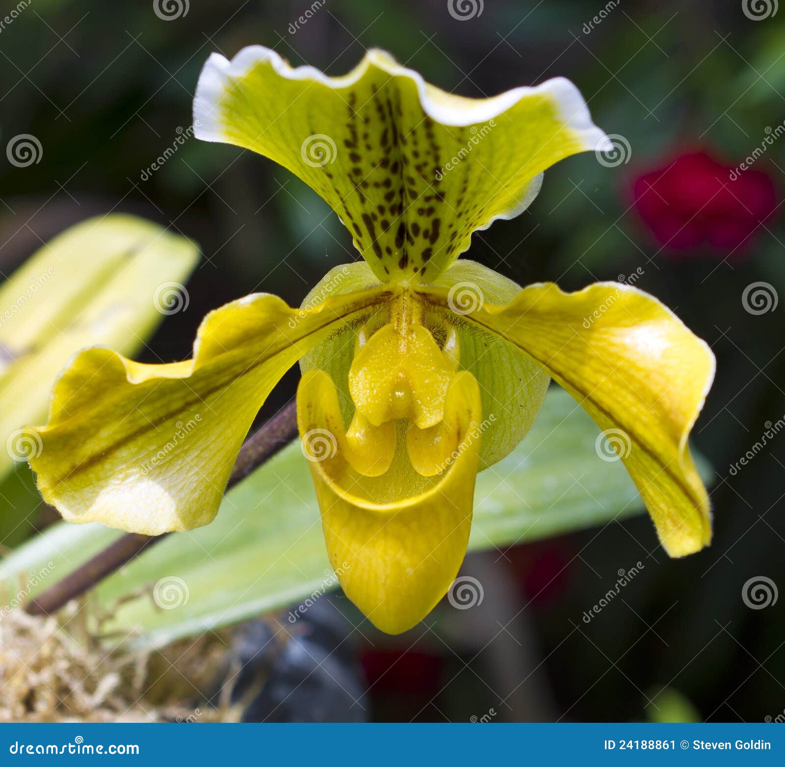 Green Orchid stock image. Image of orchid, green, arboretum - 24188861