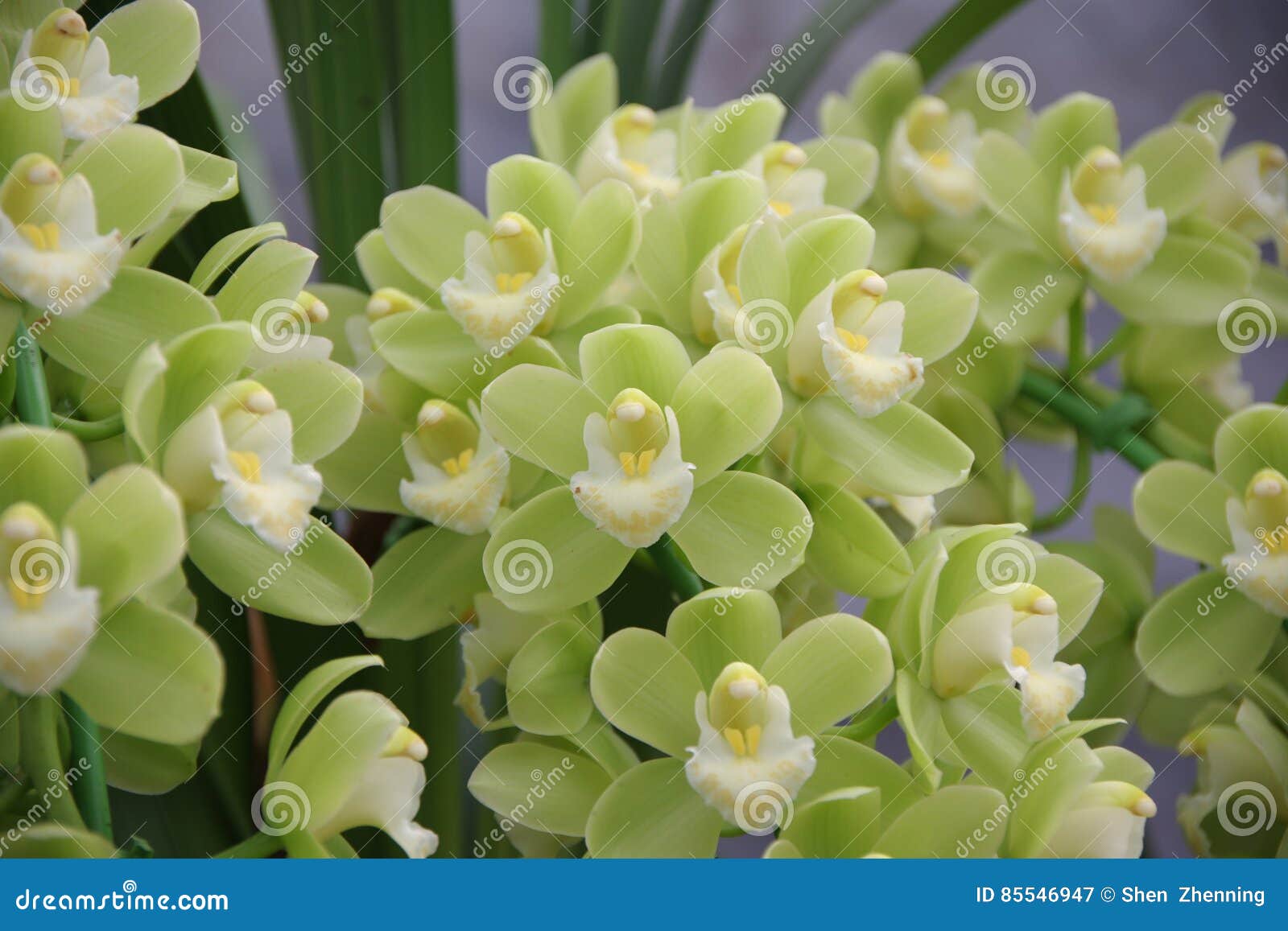 Green Orchid stock image. Image of orchid, feast, floral - 85546947