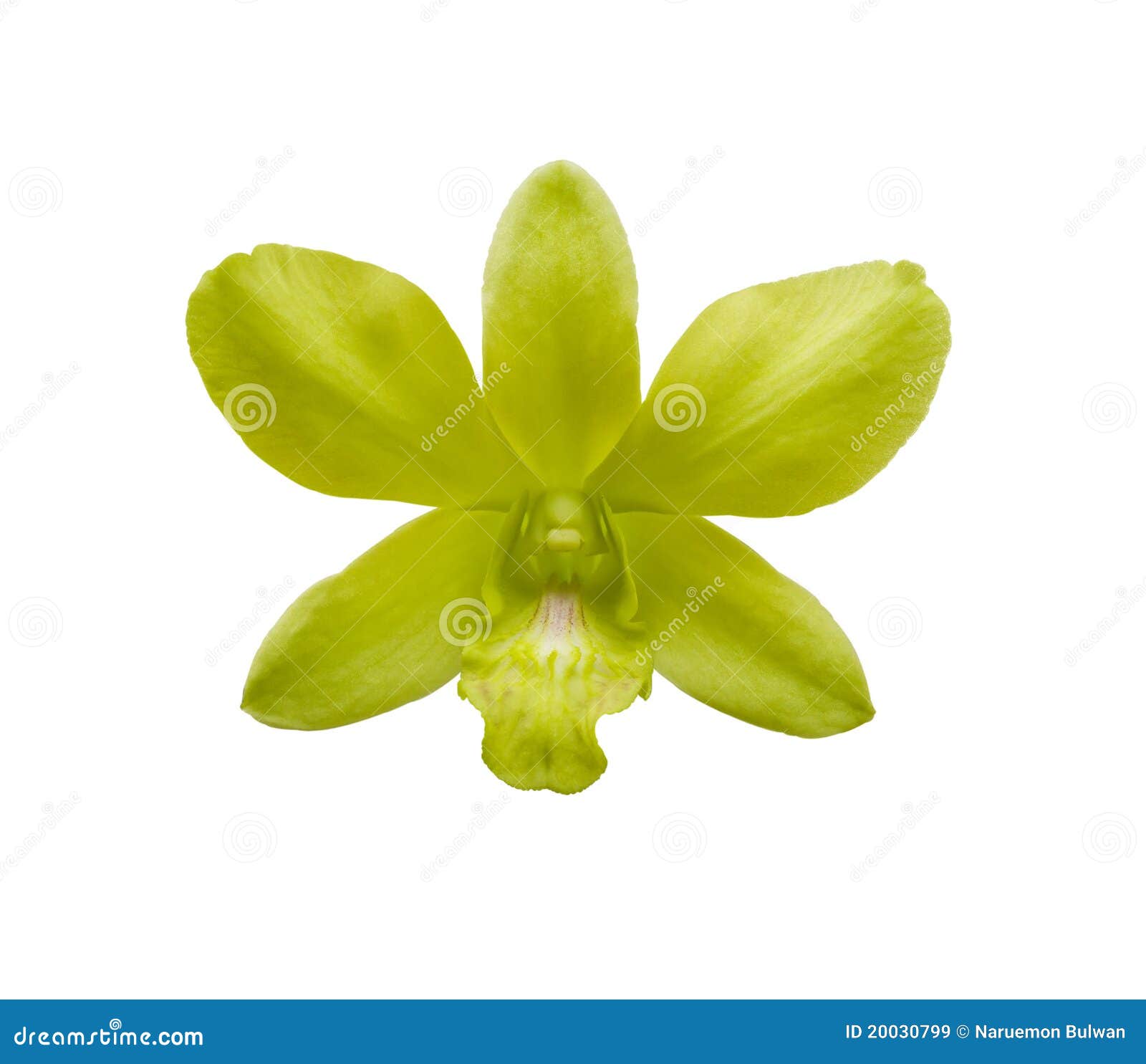 Green orchid isolated stock image. Image of plant, decoration - 20030799