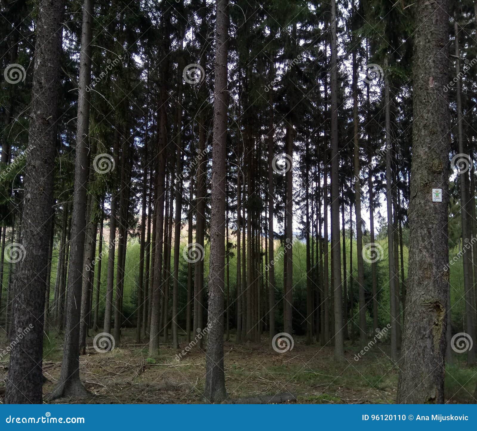 Green stock photo. Image of green, order, contrast, disorder - 96120110