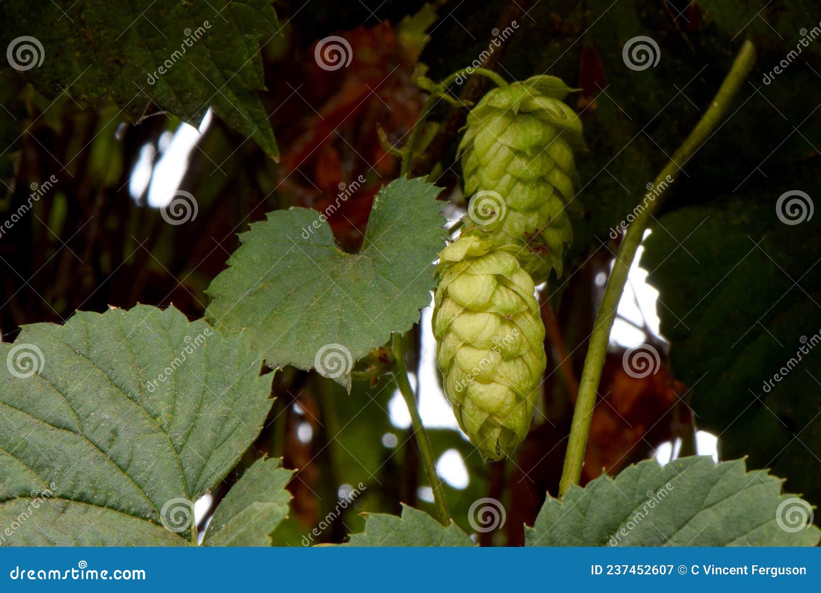 Green Oregon Hops 02 stock image. Image of herb, outdoor - 237452607