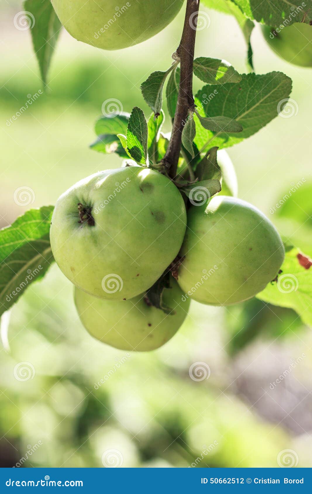 Green Organic Apples on Tree Stock Photo - Image of green, food: 50662512