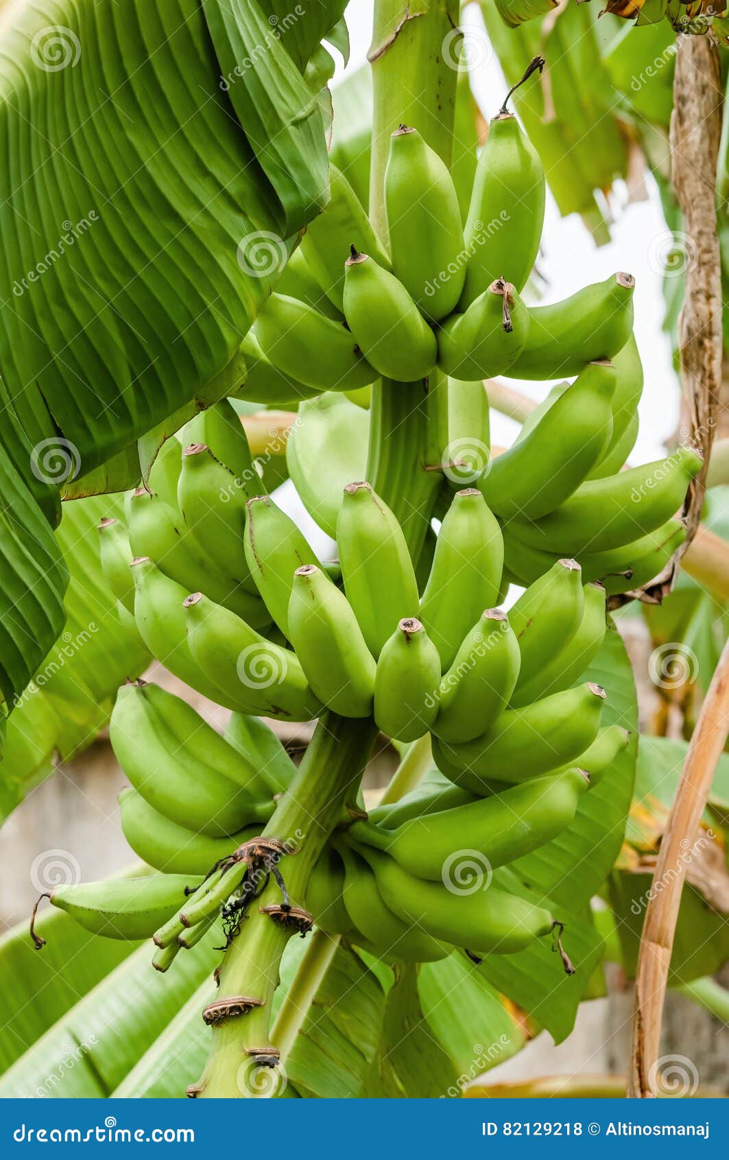 Green Organic Banana Bunch on the Tree Tropical Climate Fruit Stock ...
