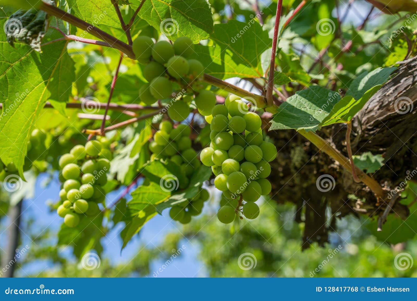 Green Organic Grapes Hanging from the Vine with the Old Tree Trunks ...