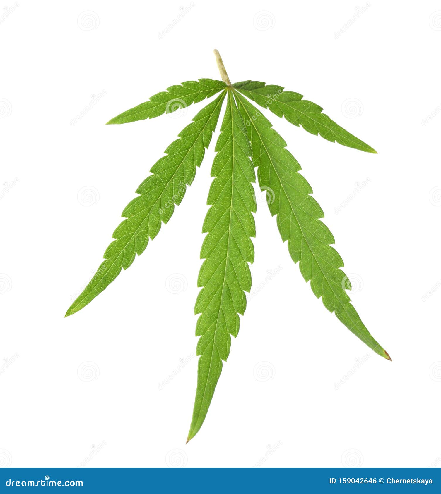 Green Organic Leaf of Hemp on Background Stock Photo - Image of green ...