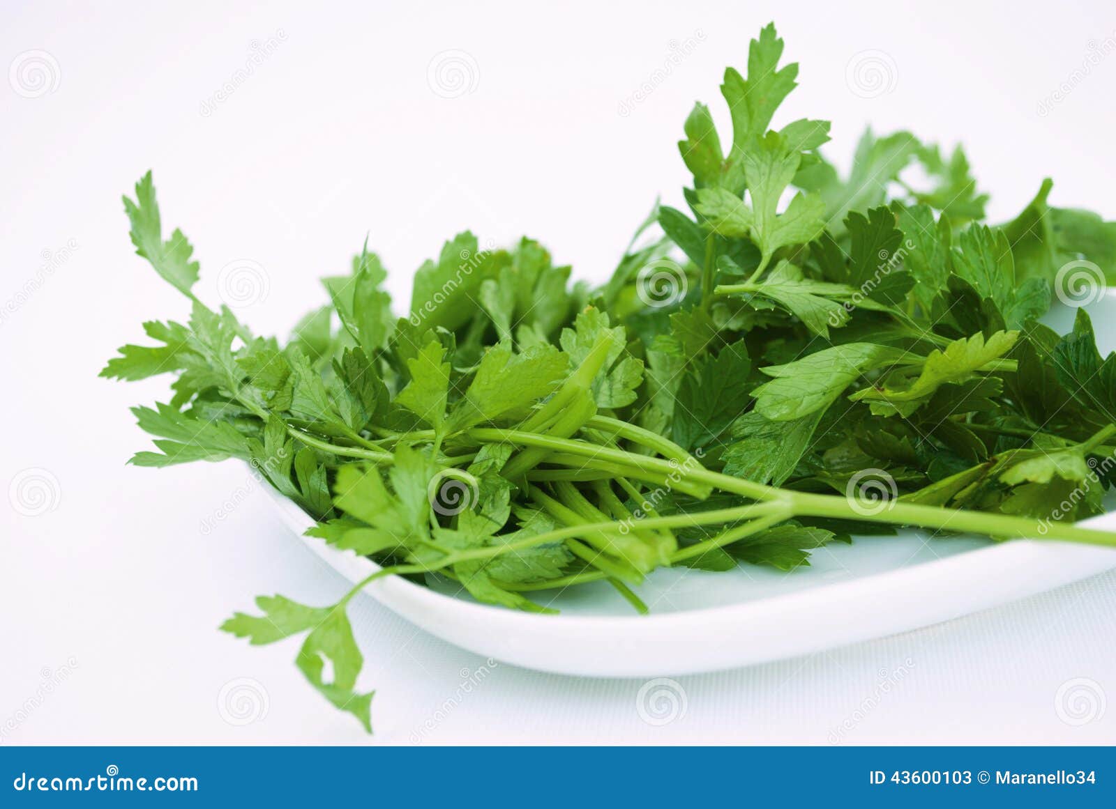 Green Organic Parsley stock image. Image of nutritious - 43600103
