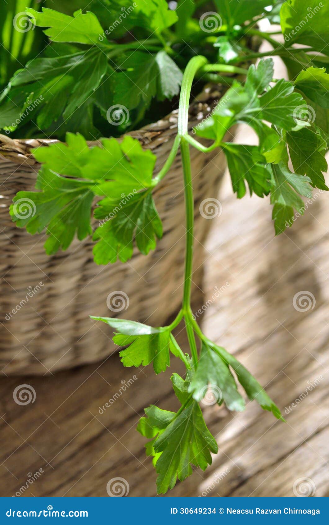 Green, organic parsley stock photo. Image of lifestyle - 30649234