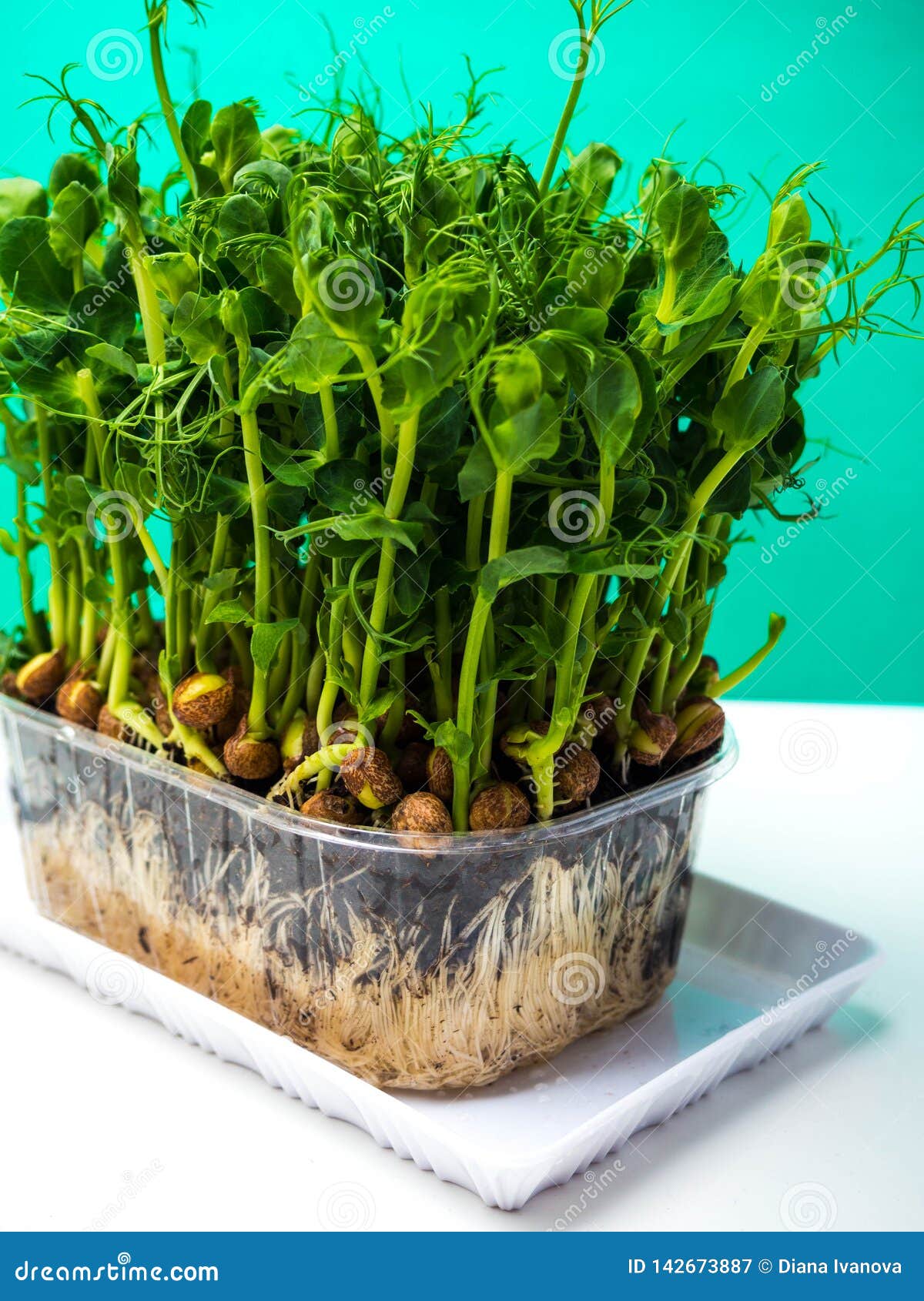 Organic pea sprouts stock image. Image of nutritious - 142673887