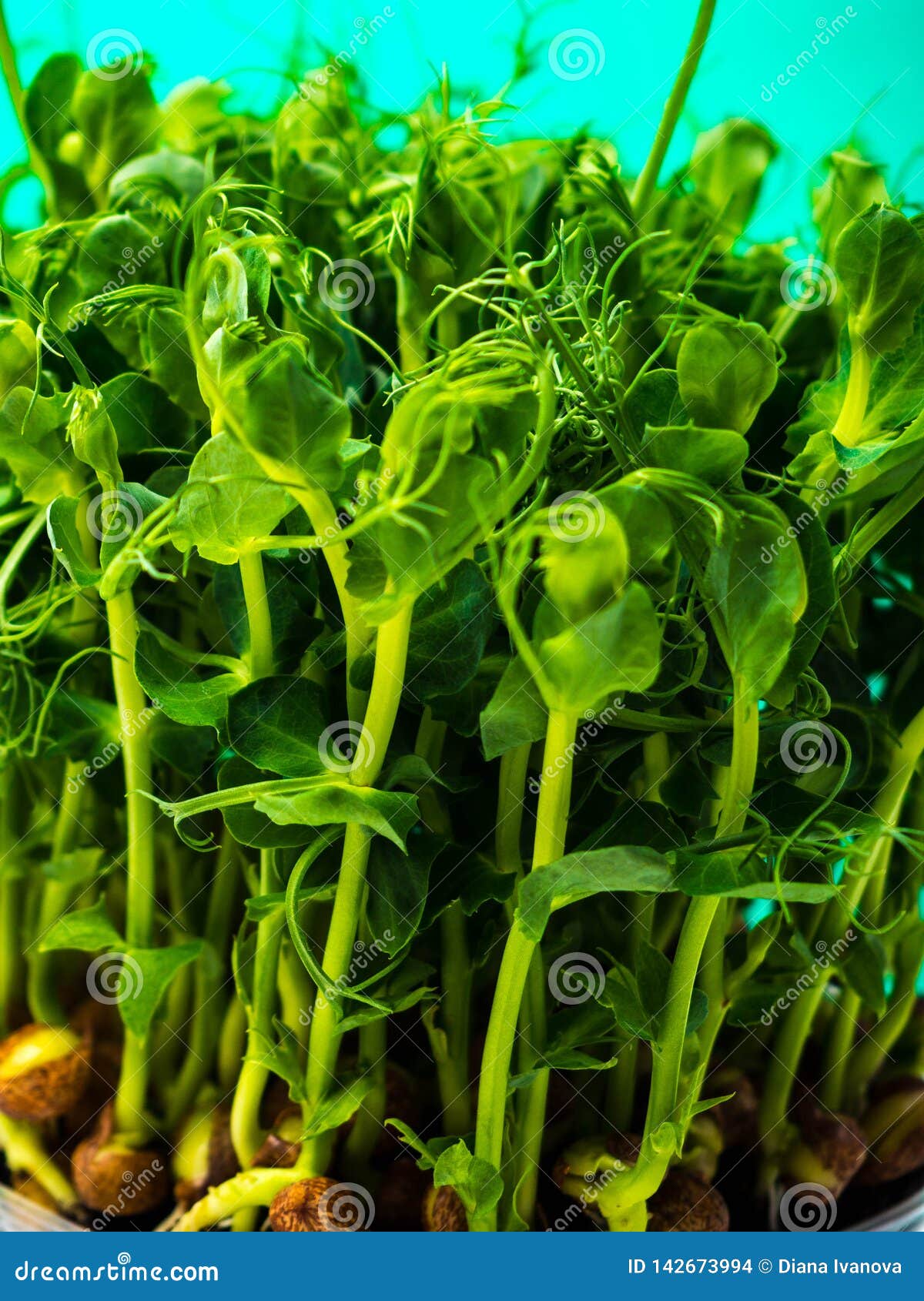 Organic pea sprouts stock photo. Image of heap, ingredient - 142673994