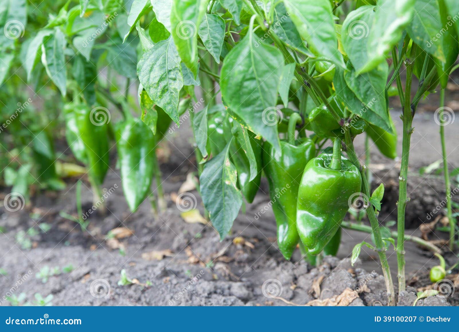 Green Organic Peppers in the Garden Stock Image - Image of patch ...