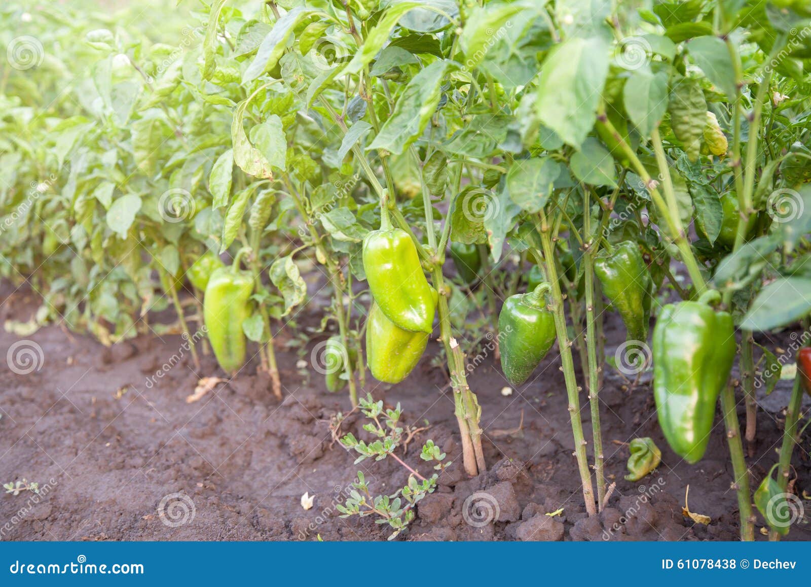 Green Organic Peppers in the Garden Stock Photo - Image of kitchen ...