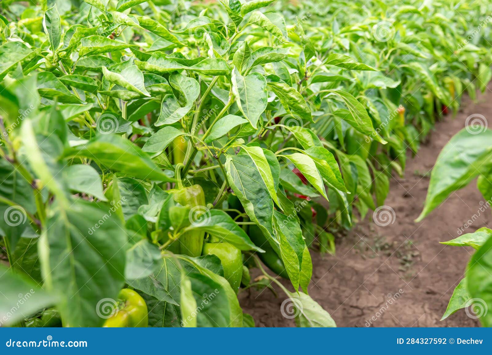 Green Organic Peppers Growing in the Garden Stock Photo - Image of ...