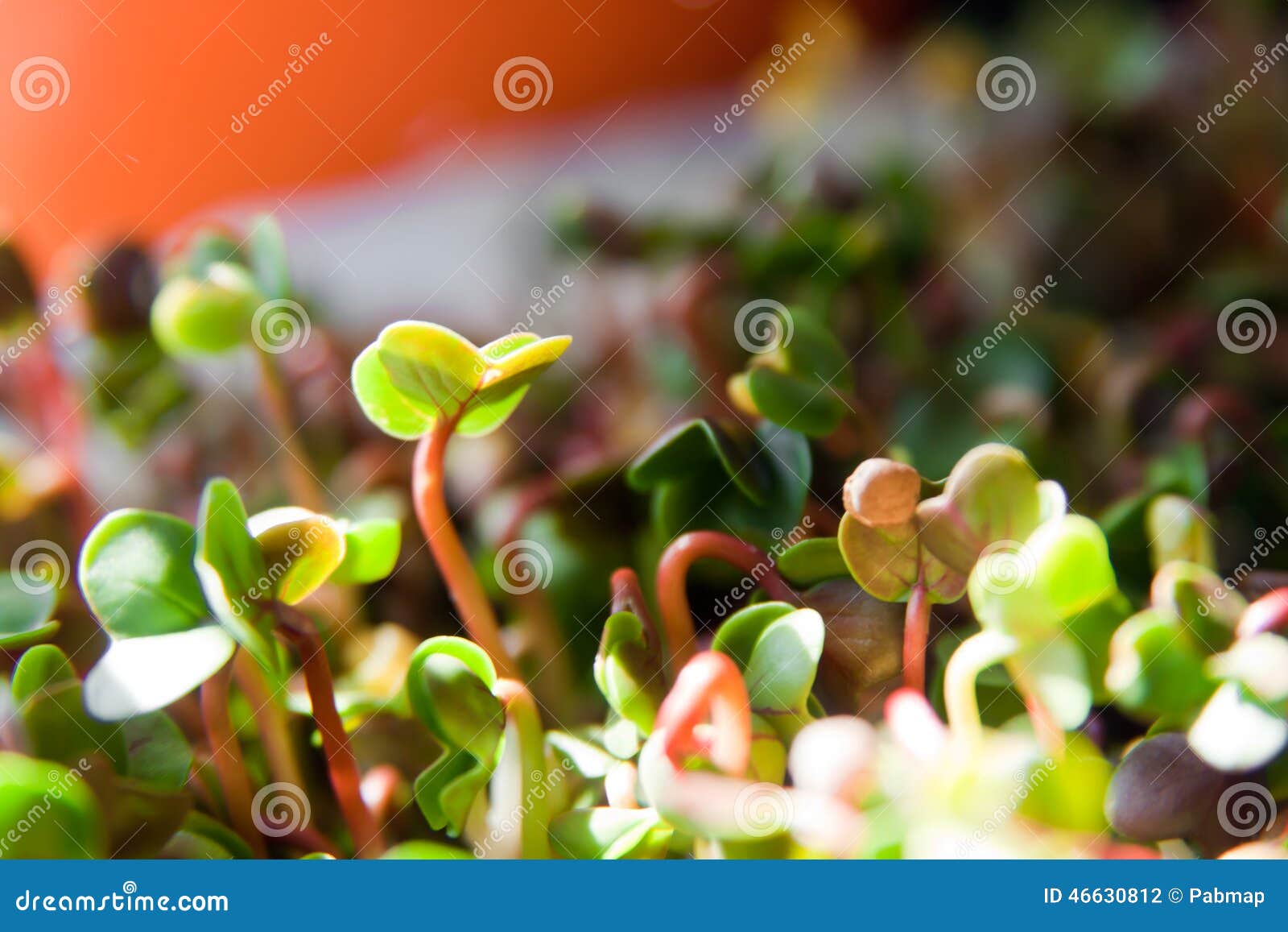 Green Organic Sprouts Growth Stock Photo - Image of nature, grow: 46630812
