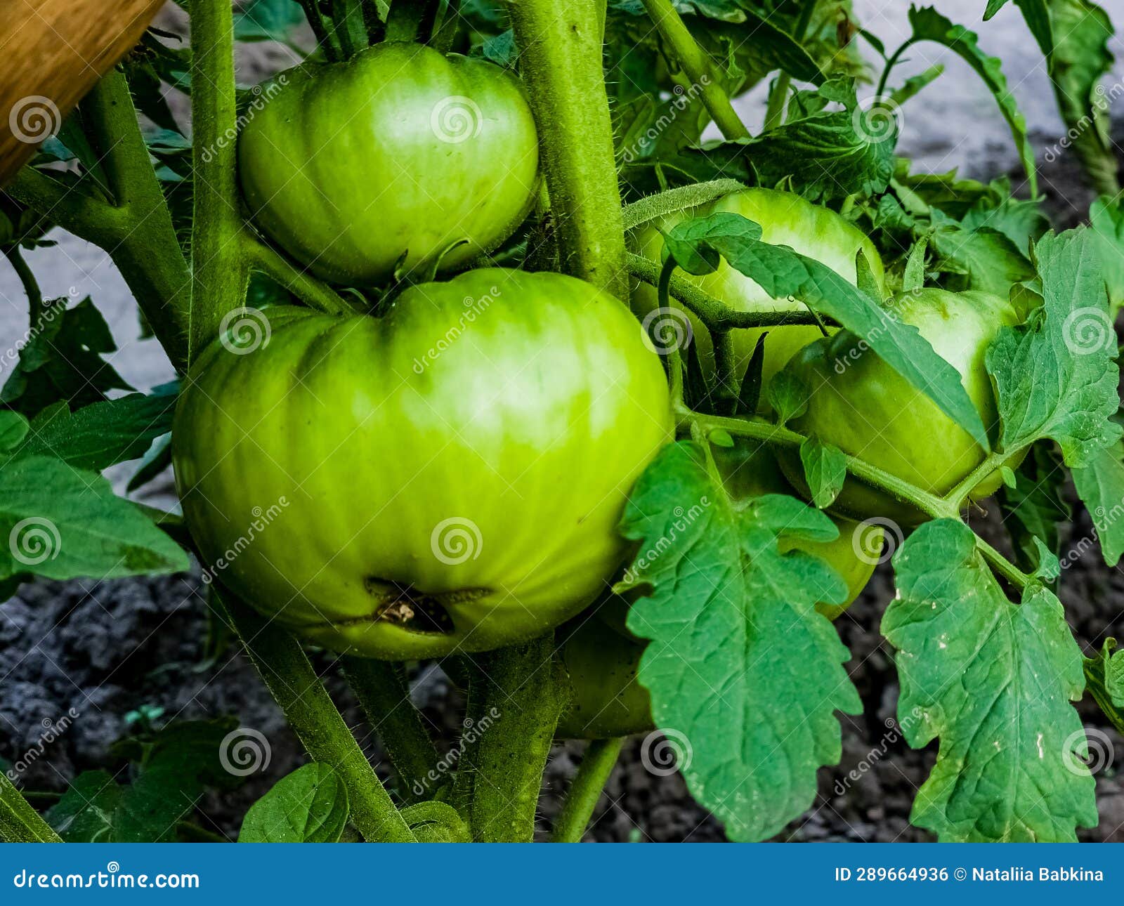 Green Organic Tomatoes on Vine, Tomatoes Growing on the Field Stock ...