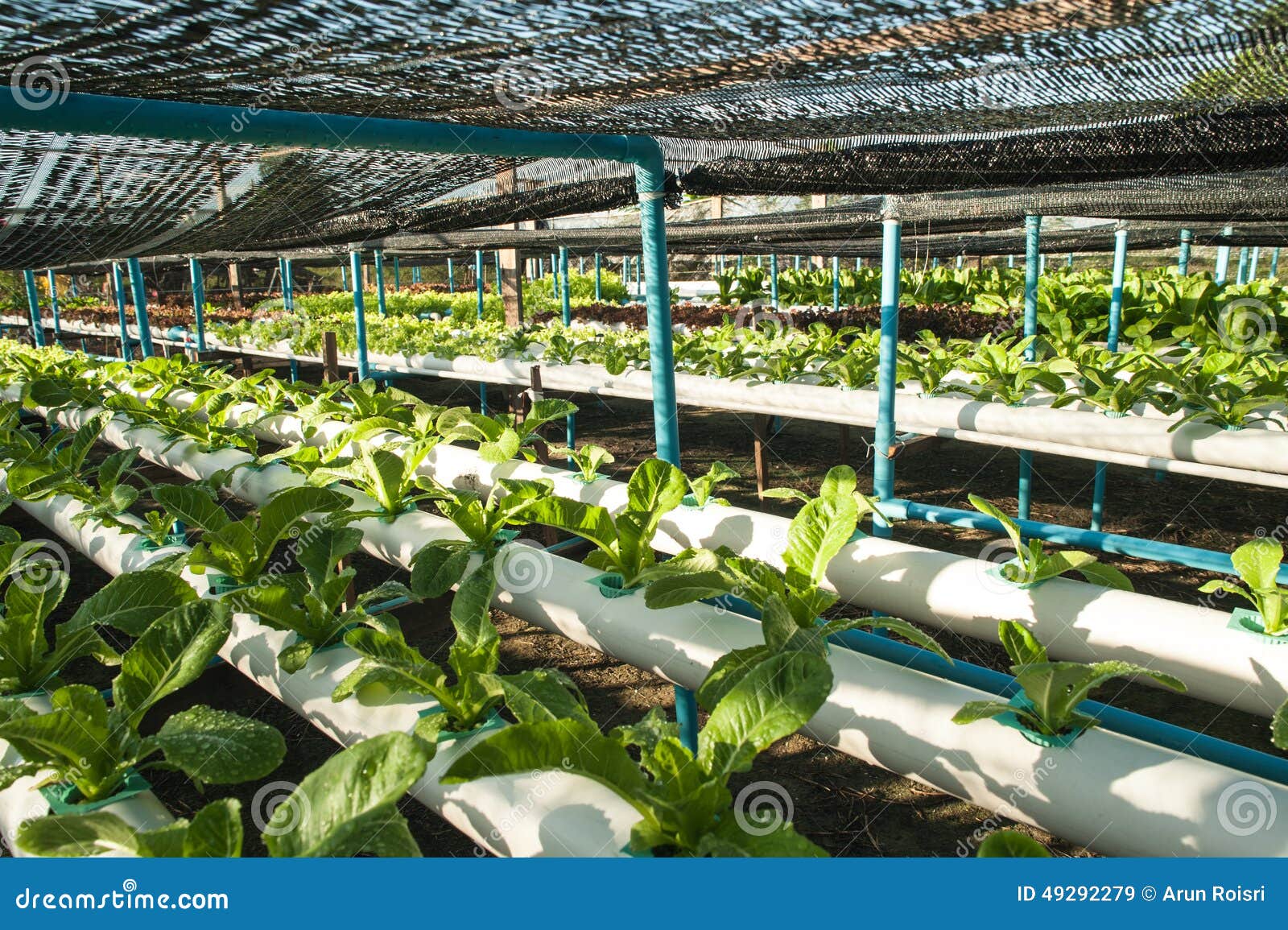 Green Organic, Vegetable in Farm Stock Image - Image of farm, lettuce ...