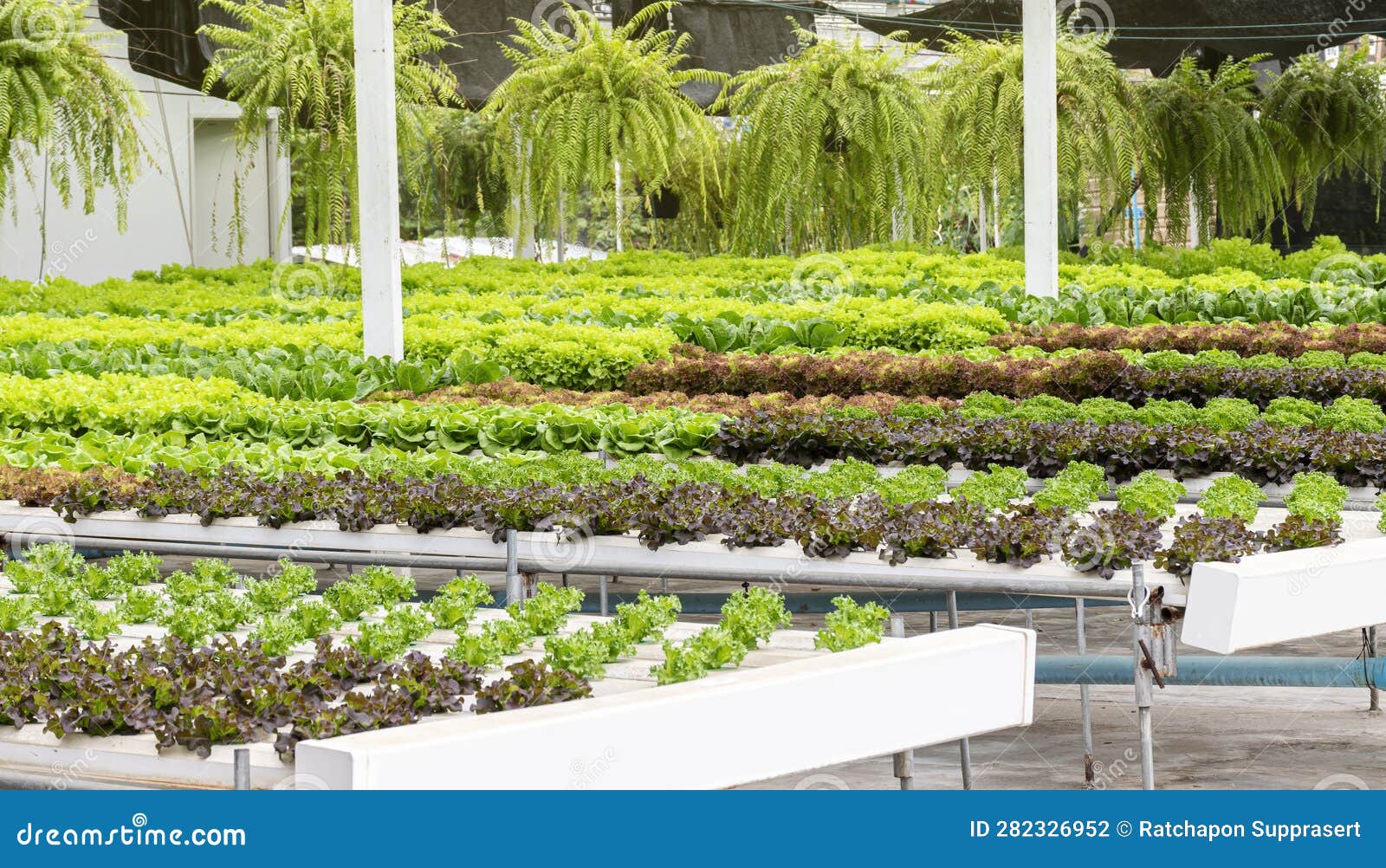 Green Organic Vegetable Garden Farm Stock Photo - Image of farm, nature ...