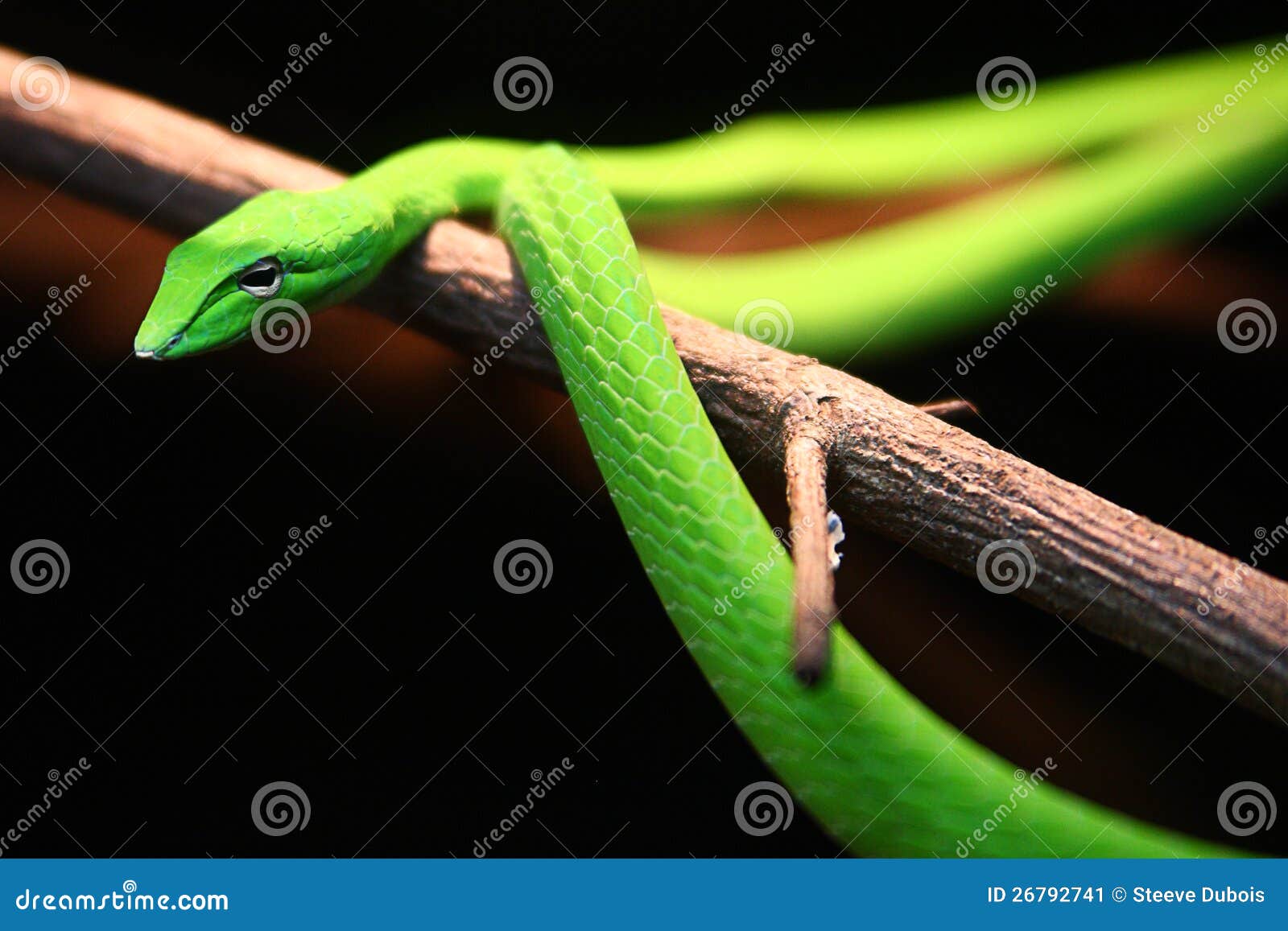 Green Oriental Whip Snake on Twig Stock Image - Image of snake ...