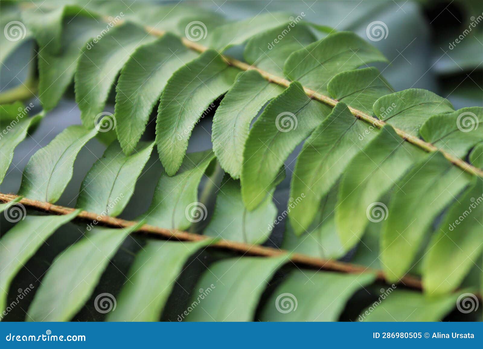 Green original leaves stock image. Image of lawn, plants - 286980505