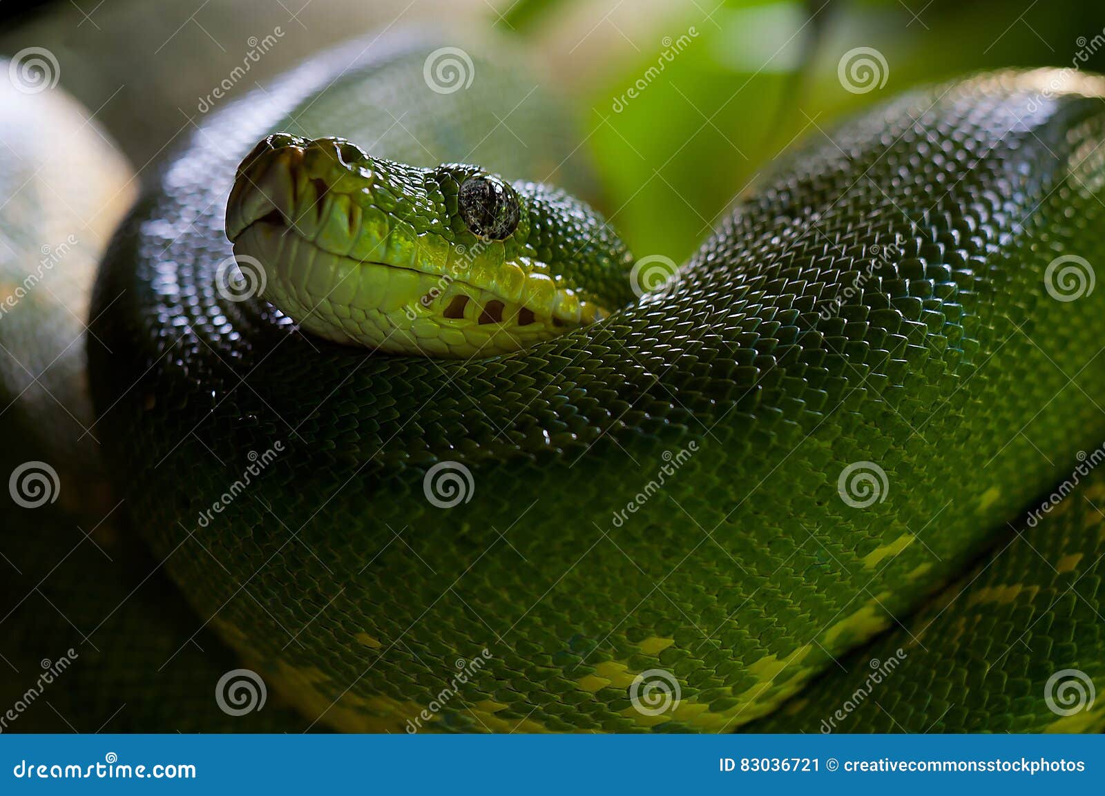 Grön Orm Bild. Bild: 83036721