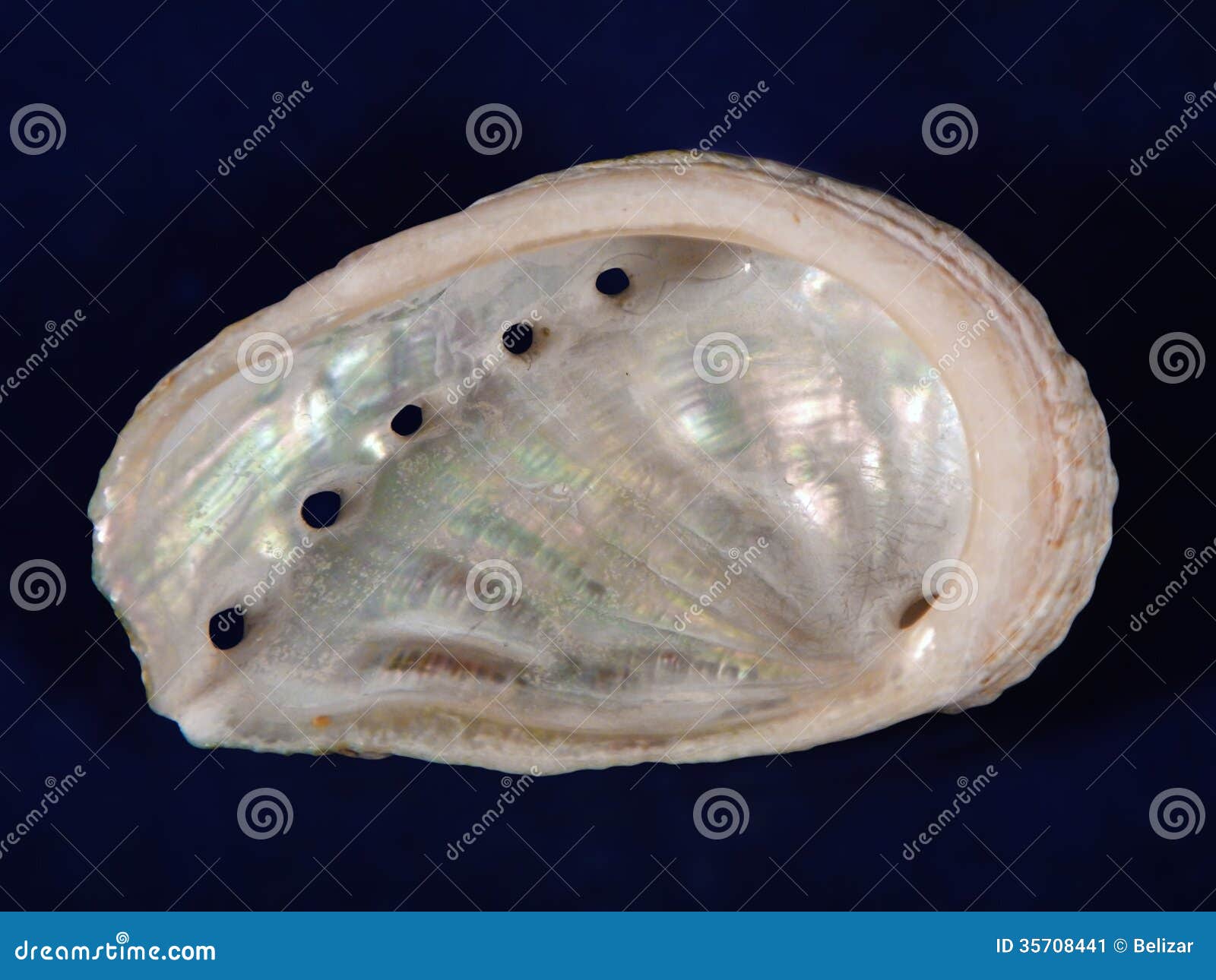 Green ormer stock image. Image of ormer, mollusca, tuberculata - 35708441
