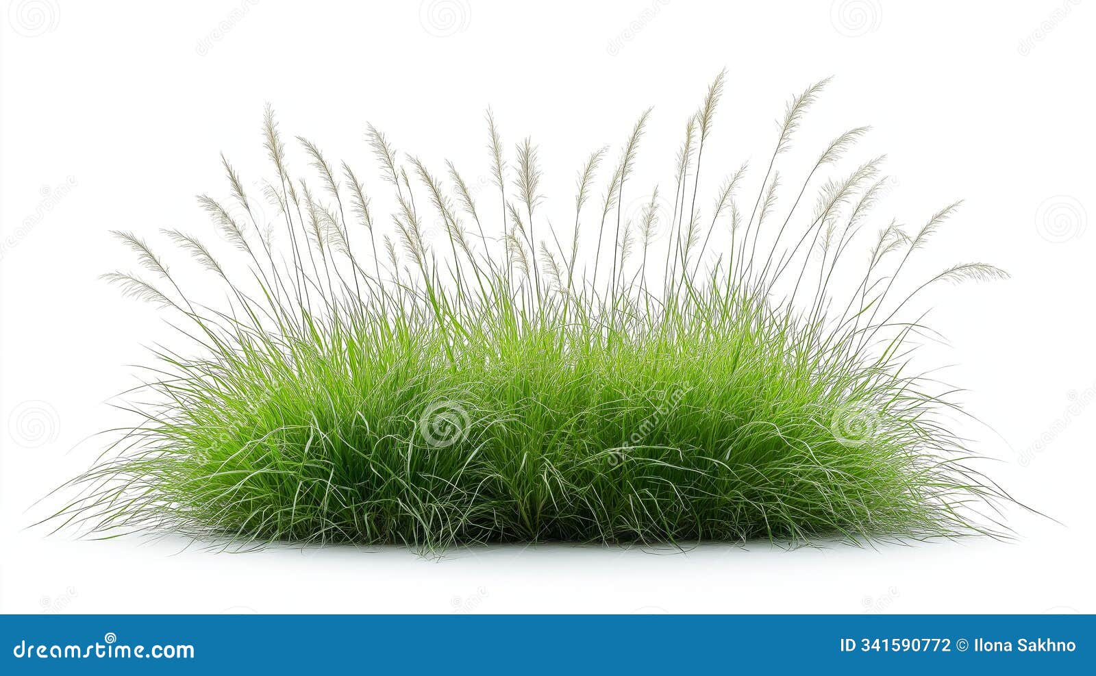 Ornamental Grass Plant With Long, Feathery Seed Heads Cartoon Vector ...