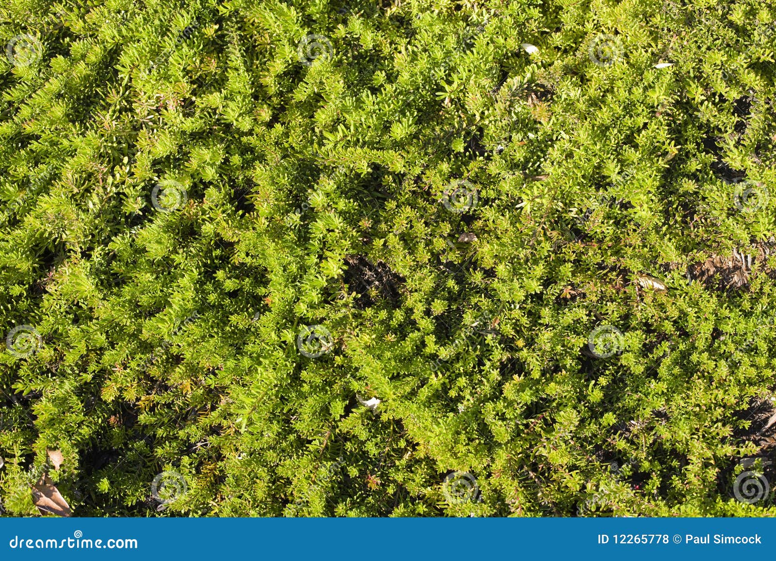 Green Outdoor Bushes stock photo. Image of texture, background - 12265778
