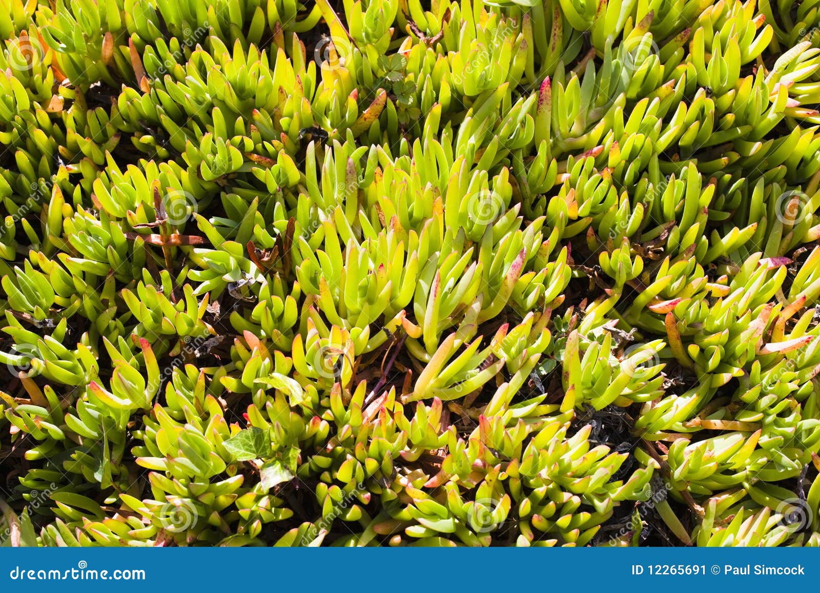 Green Outdoor Plant stock image. Image of macro, leaves - 12265691