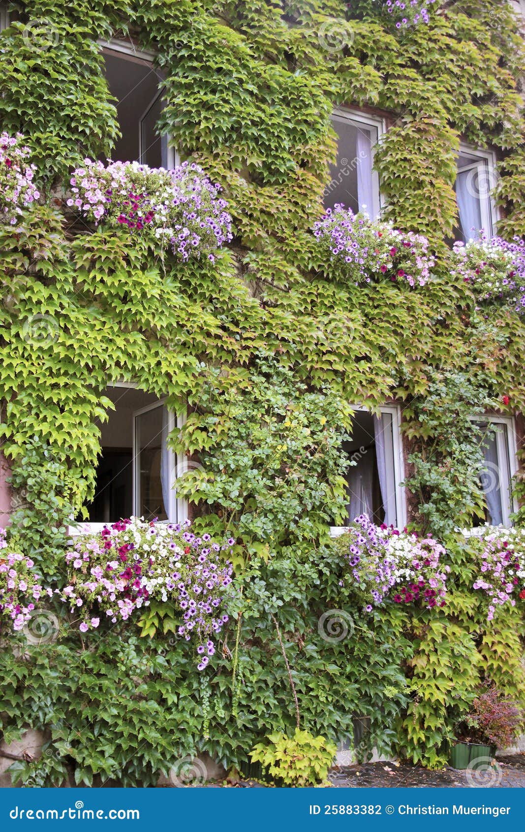 Old Overgrown House Royalty-Free Stock Image | CartoonDealer.com #83103010