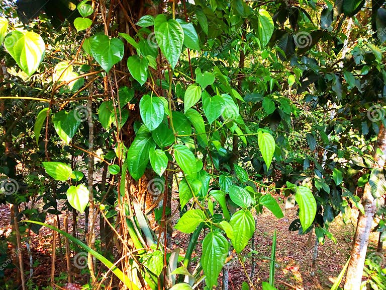 Delicious Paan Leaf on the Tree in Healthy Growing. Stock Image - Image ...