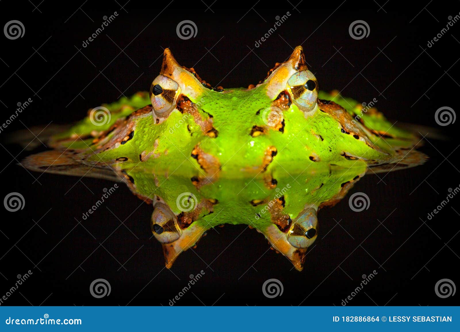 The Green Pac Man Frog in Waters Stock Photo - Image of waters, green ...
