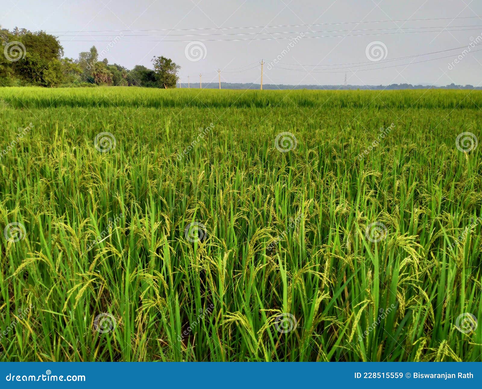 Green Paddy Crop Area of Rural India Stock Image - Image of rural ...