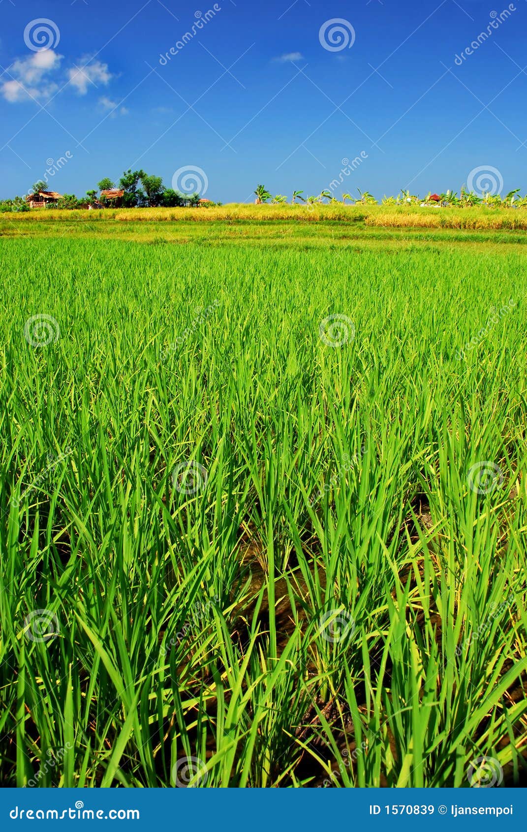 Green paddy field stock image. Image of damp, hectare - 1570839