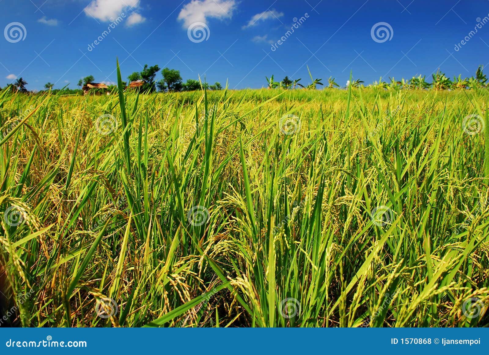 Green Paddy Rice. Green Ear Of Rice In Paddy Rice Field Royalty-Free ...
