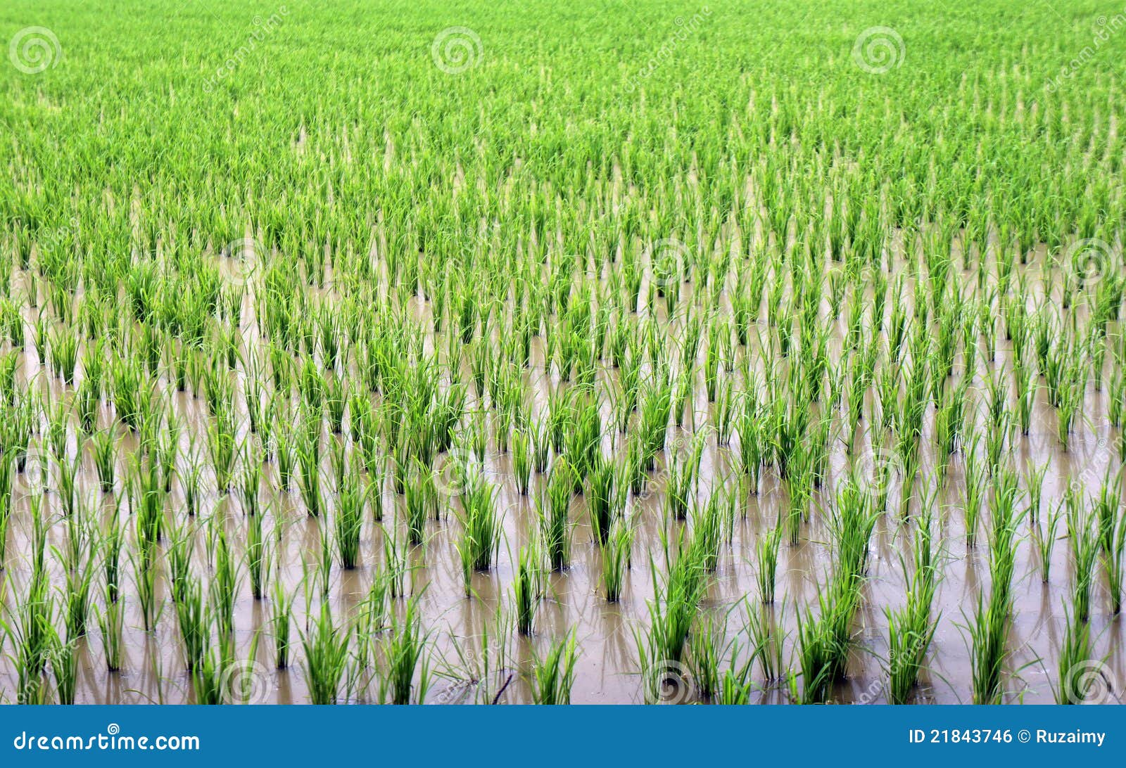 Green Paddy Field stock photo. Image of organic, field - 21843746