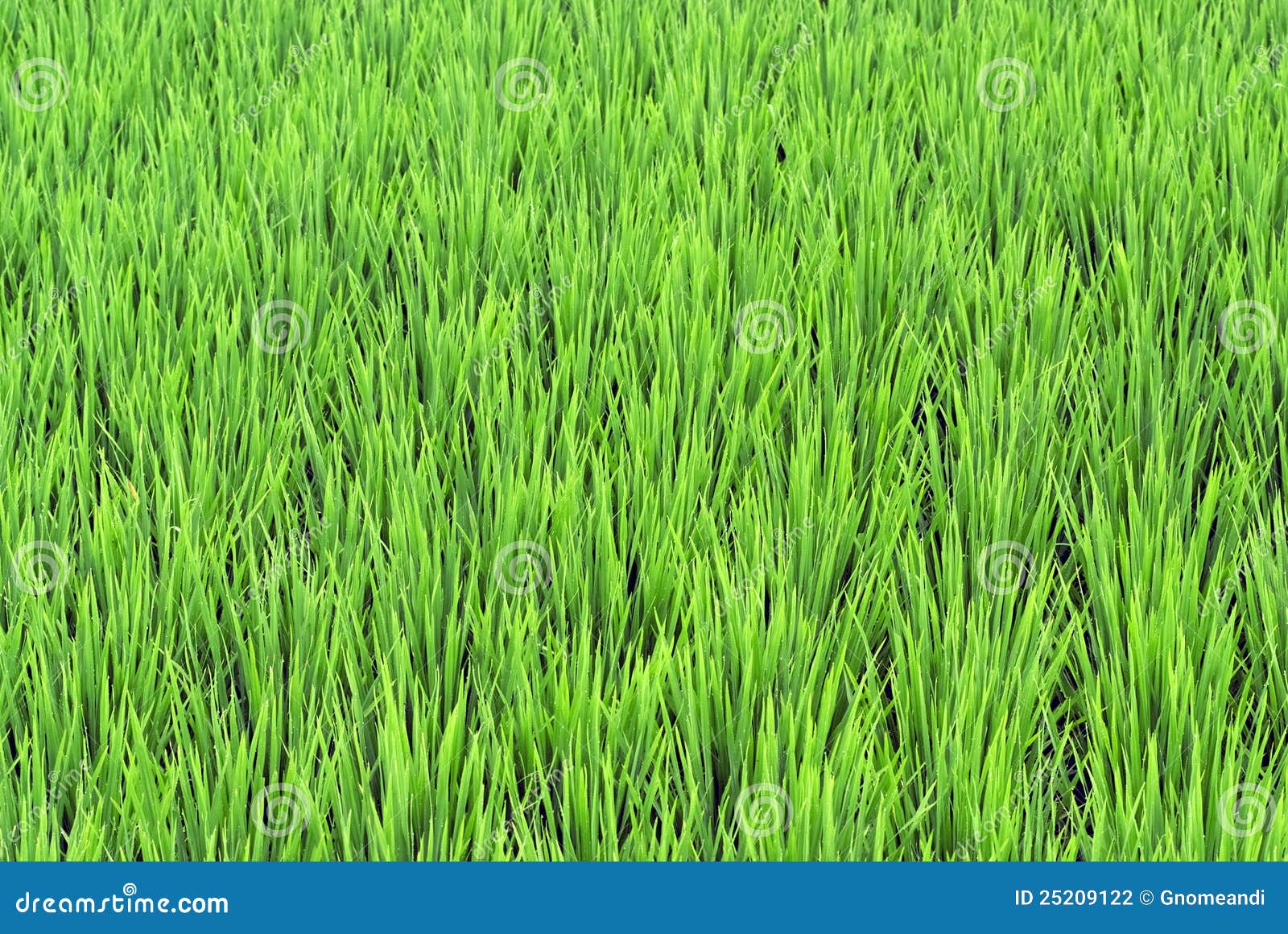 Green paddy field stock photo. Image of paddy, meadow - 25209122