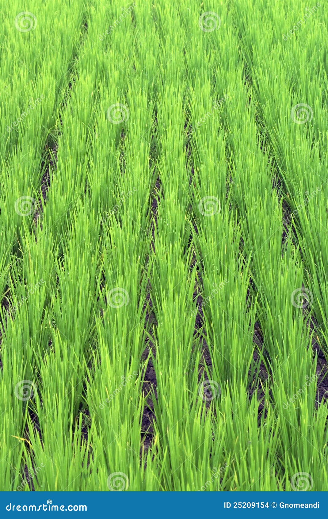 Green paddy field stock photo. Image of ripe, growth - 25209154