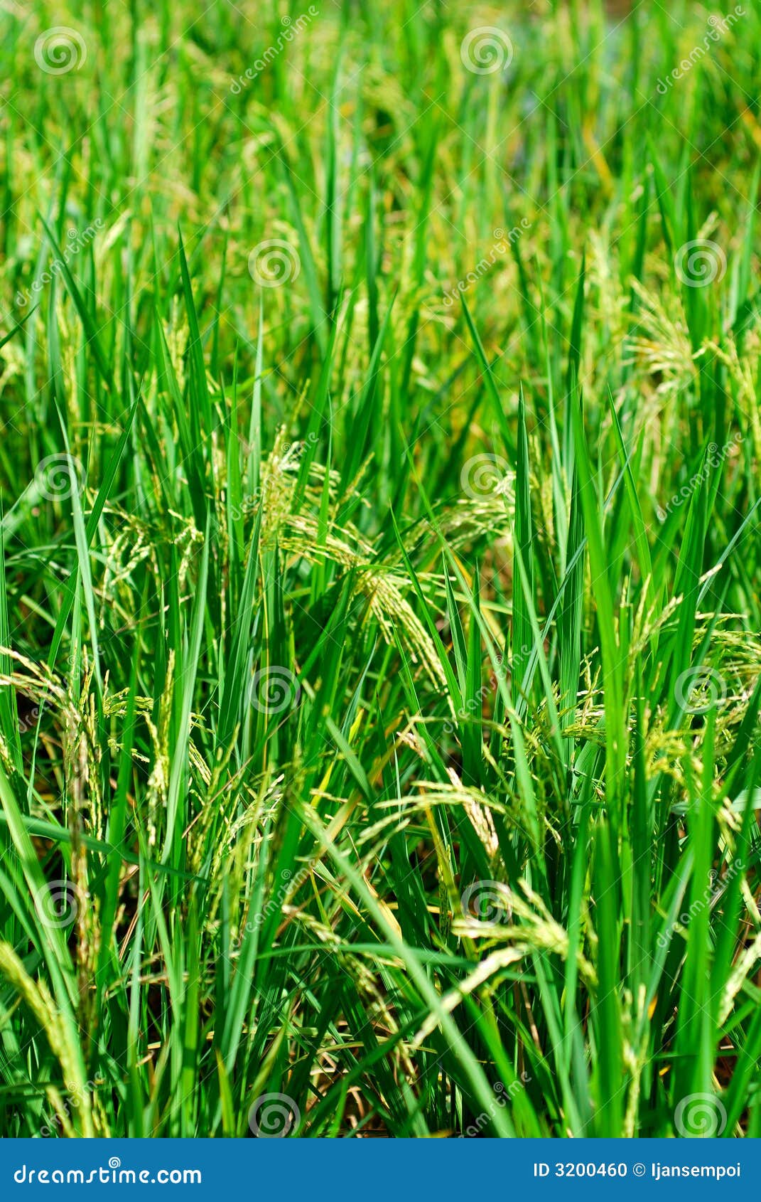 Green paddy field stock photo. Image of diet, cultivate - 3200460