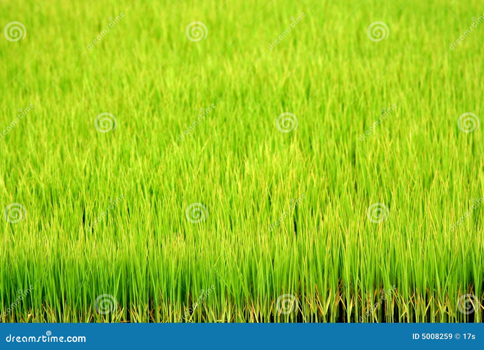 Green paddy field stock image. Image of grow, field, cultivation - 5008259