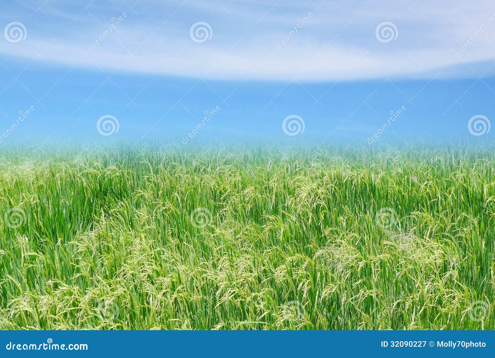 Green Paddy Field with Clear Sky Stock Image - Image of grow, view ...