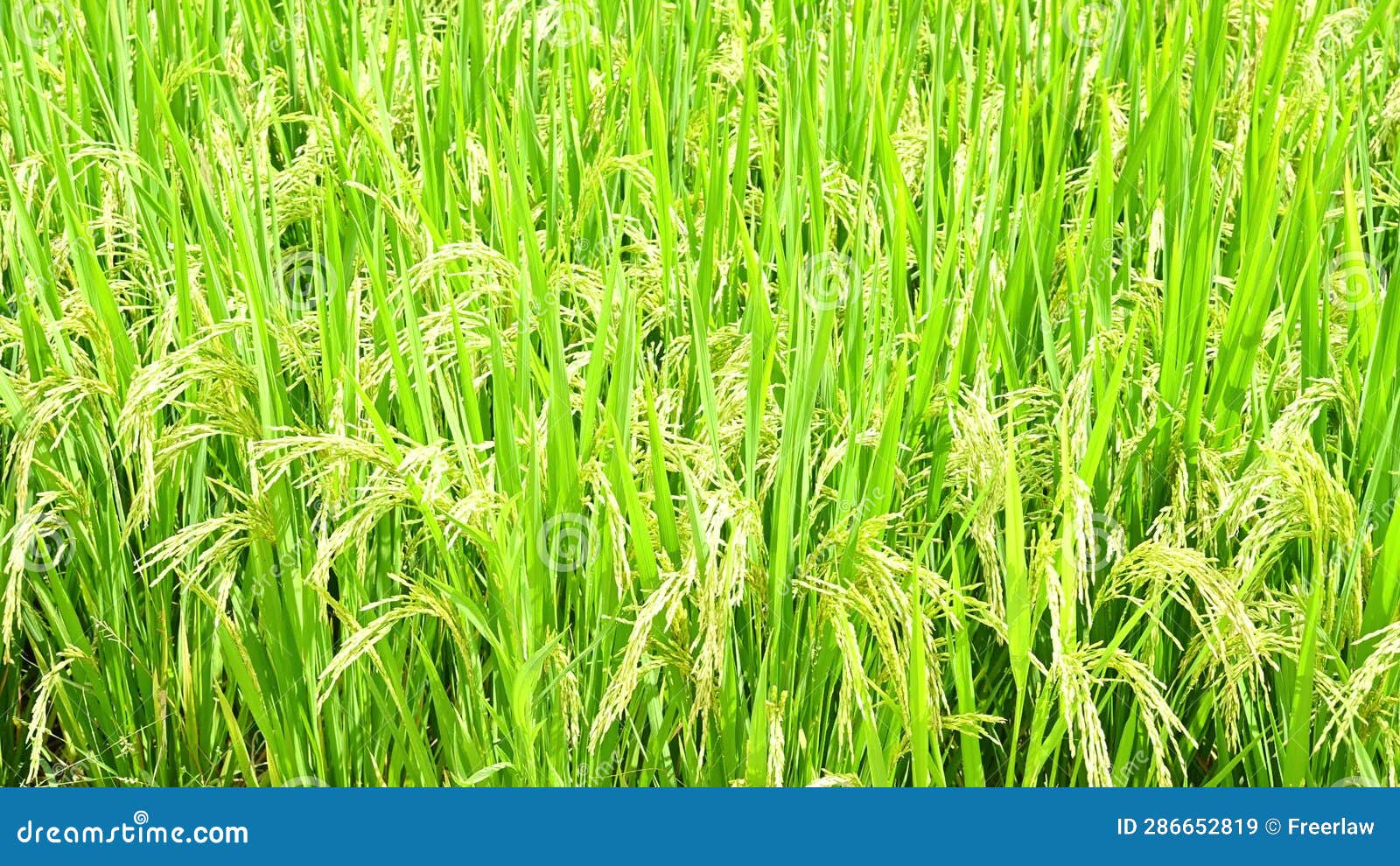 Green Paddy on Field Closeup Horizontal Composition Stock Video - Video ...