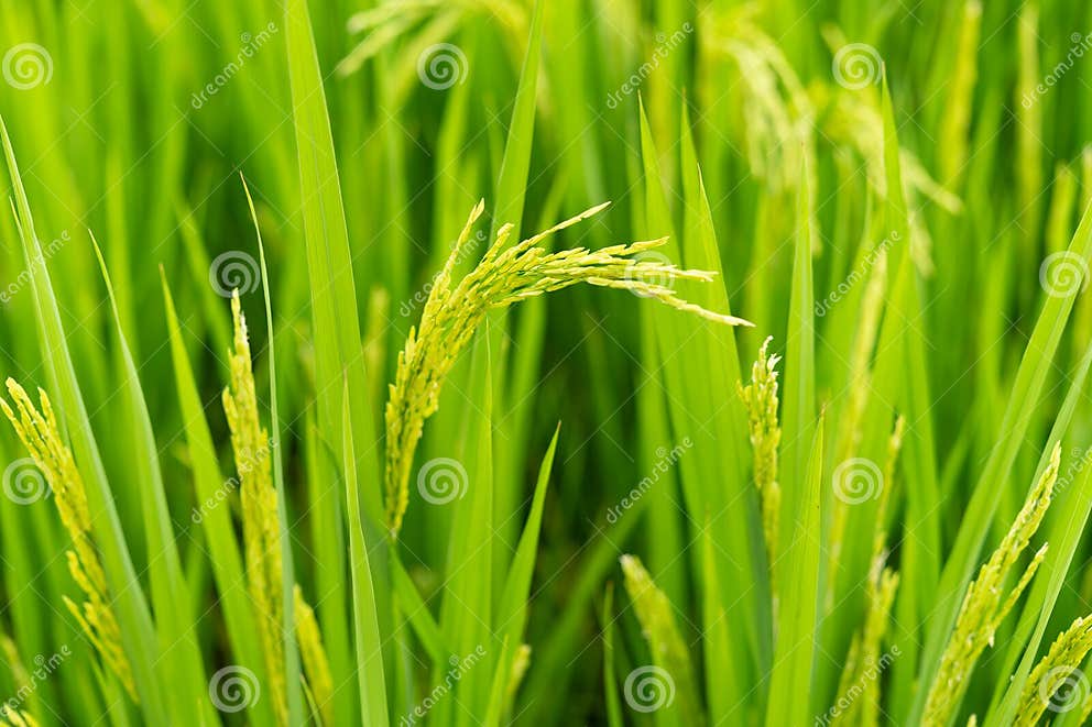 Green Paddy on Field Horizontal Composition Stock Image - Image of ...