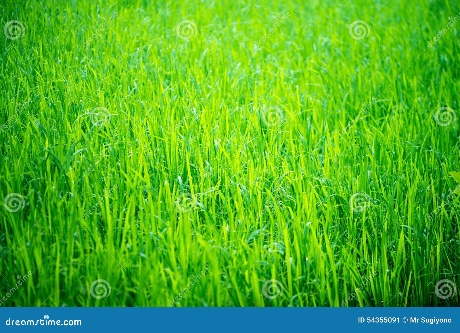 Green Paddy field stock image. Image of east, agriculture - 54355091
