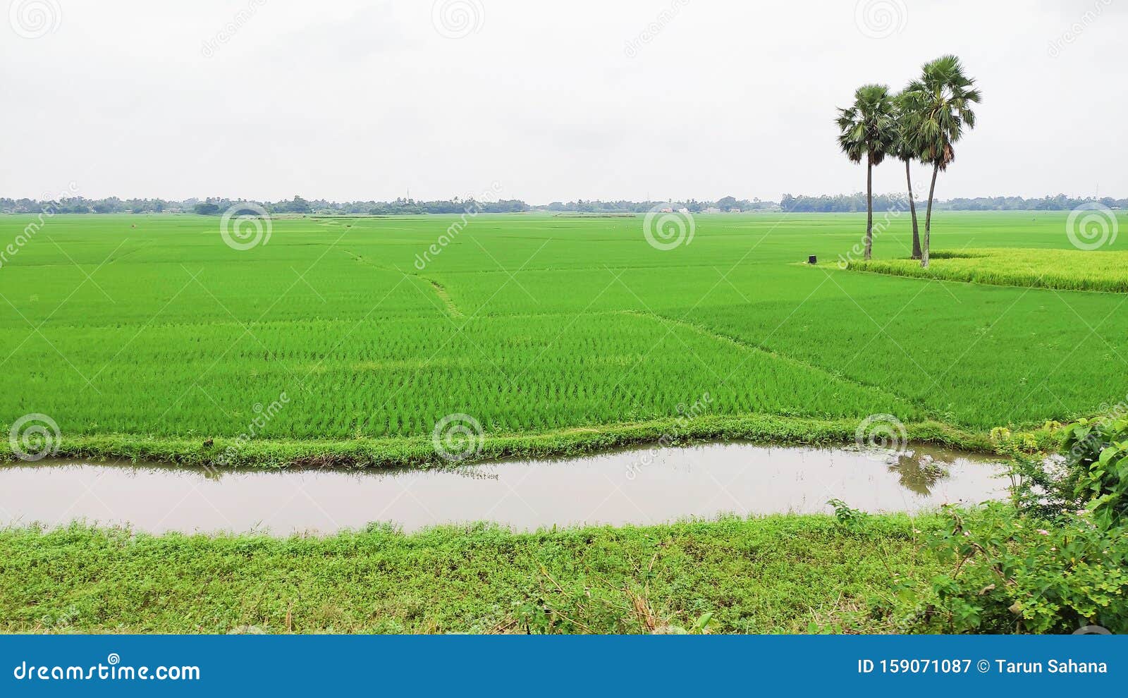 Green Paddy Field Natural View Stock Image - Image of organic, paddy ...
