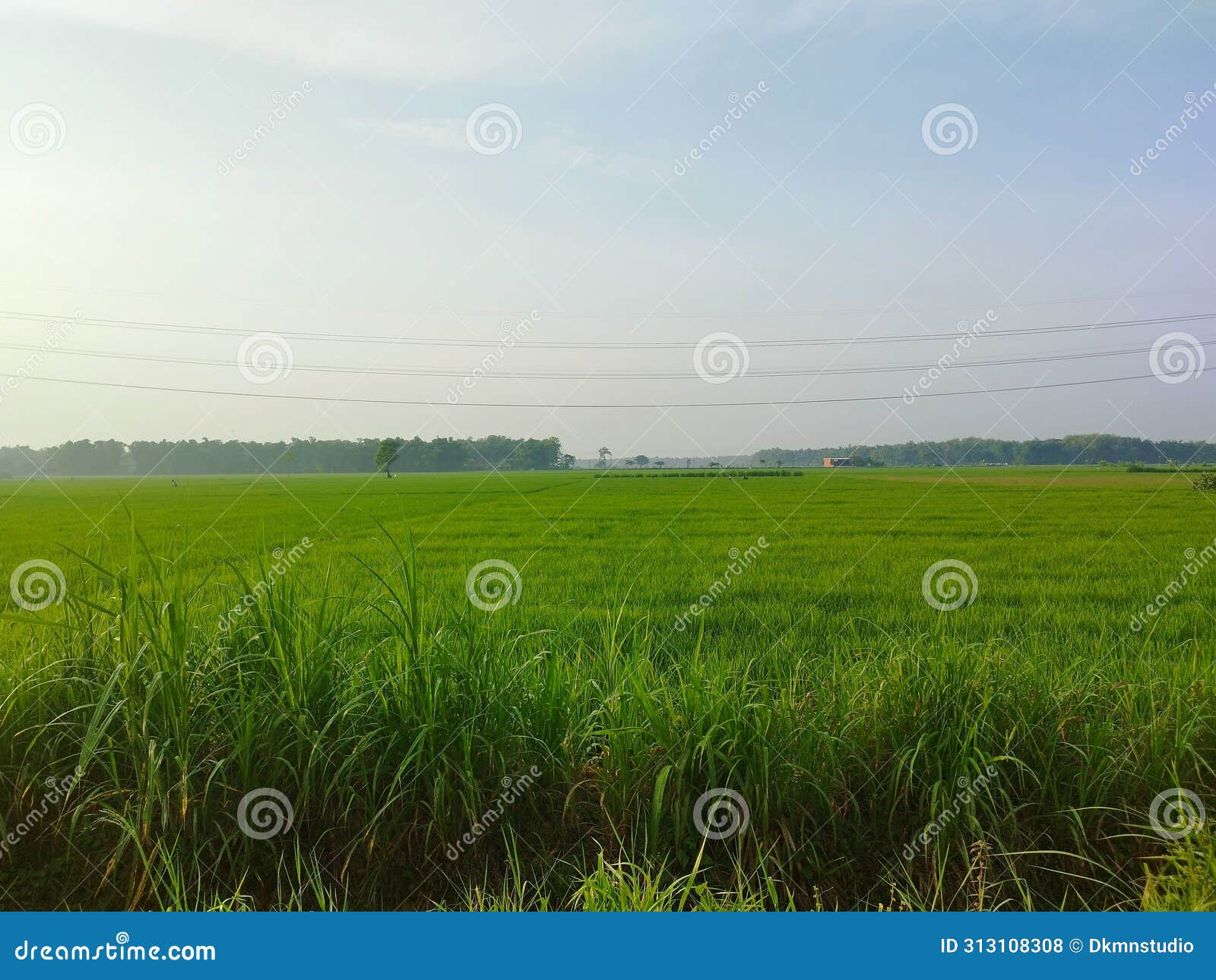 Green Paddy Field with Three Lines Electrical Cable Above and Sugar ...