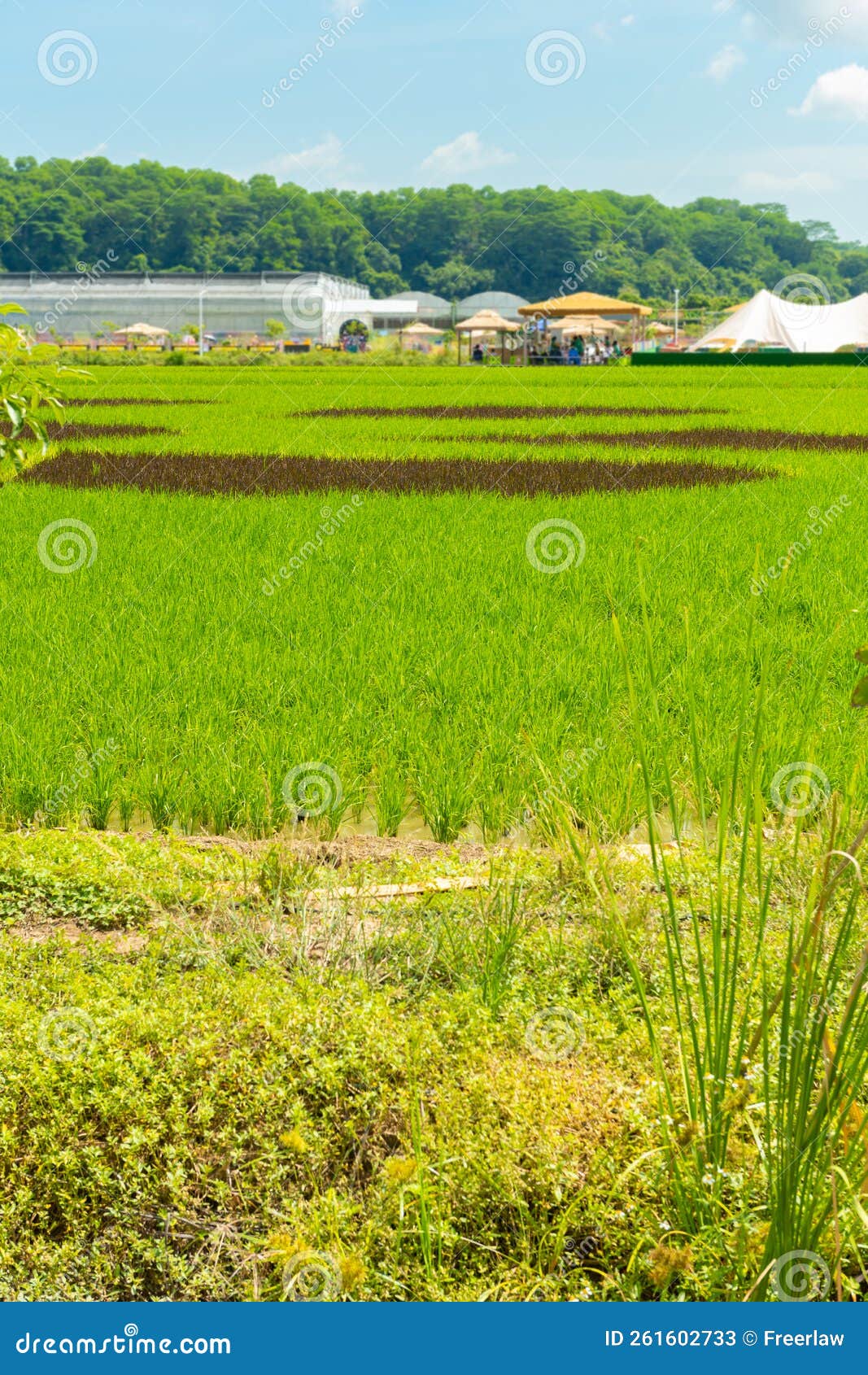 Green Paddy Field at Vertical Composition Stock Image - Image of ...